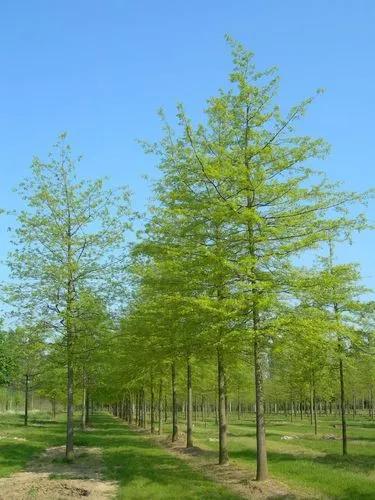 Nicolas Diamond Fern Plant Care & Growing Basics: Water, Light, Soil ...