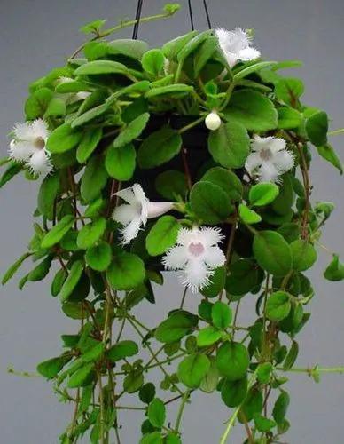 Sugar vine Plant Care & Growing Basics: Water, Light, Soil, Propagation ...