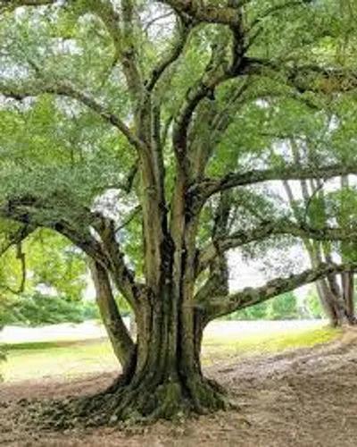 Cannonball Tree Plant Care & Growing Basics: Water, Light, Soil ...