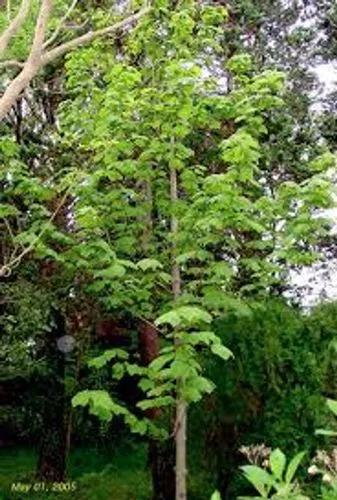 Sanderiana Variegated Plant Care & Growing Basics: Water, Light, Soil ...