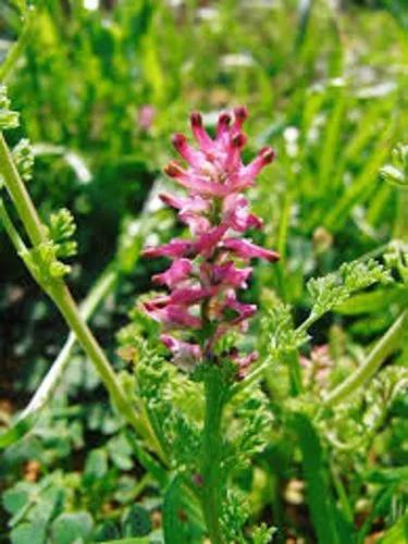 Autumn fern Plant Care & Growing Basics: Water, Light, Soil ...