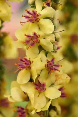 Eastern Swamp Privet Plant Care & Growing Basics: Water, Light, Soil ...