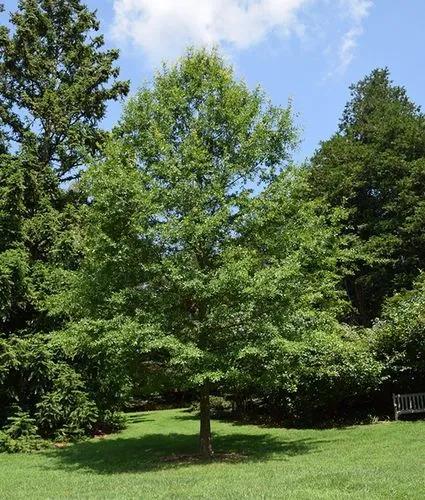 Dracaena Malaika Plant Care & Growing Basics: Water, Light, Soil ...