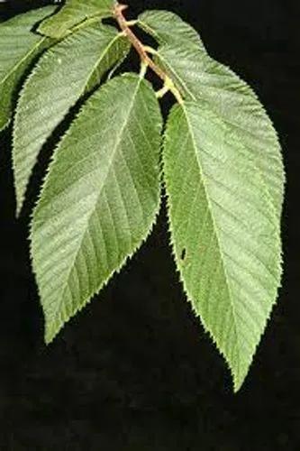 Crimson Doll Lilac Plant Care & Growing Basics: Water, Light, Soil ...