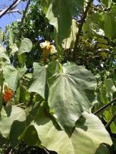 Philodendron Super Atom Plant Care & Growing Basics: Water, Light, Soil ...