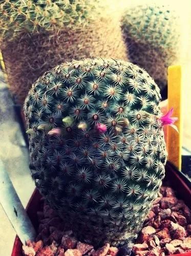 Mini Adam Ivy Plant Care & Growing Basics: Water, Light, Soil ...