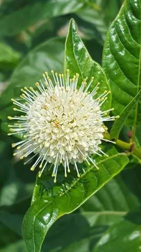 Mini Adam Ivy Plant Care & Growing Basics: Water, Light, Soil ...