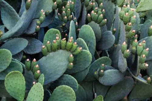 Cactus Identifier Tool & ID App (List, Types & Identification Tips)