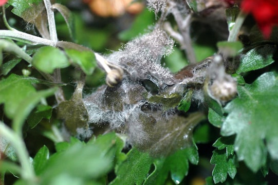 PlantIn | Plant diseases